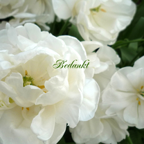 Alle Rouwkaarten van Kaartje2go