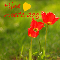 Moederdag kaart maken? Leuke moederdagkaart | Kaartje2go.be