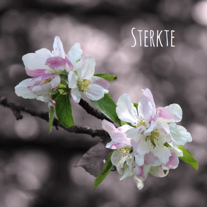 Rouwkaart sfeervolle bloemen - Condoleancekaarten - Kaartje2go